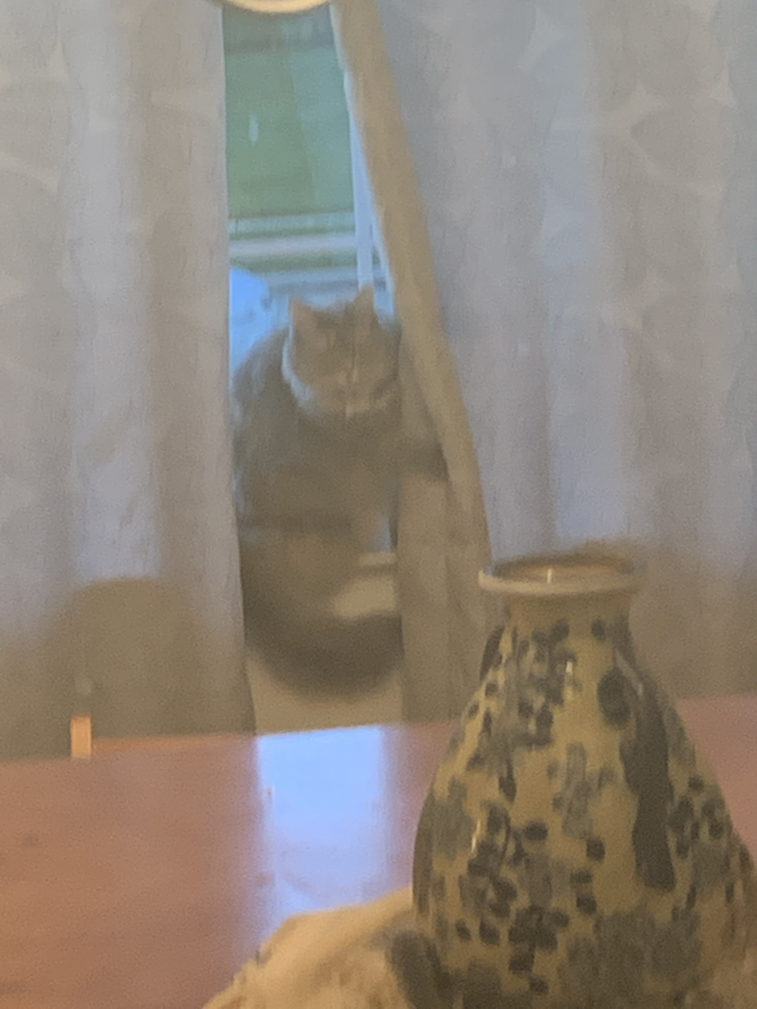 Dramatic Cat – Academy of the Heart And Mind