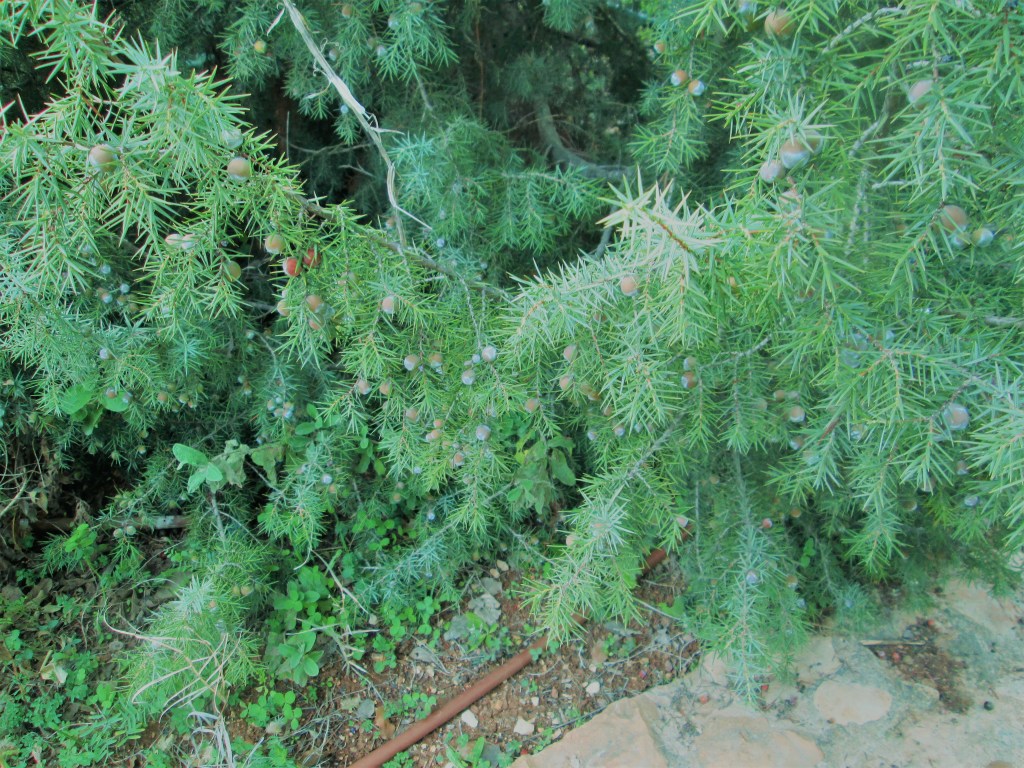 Trees – Academy of the Heart And Mind