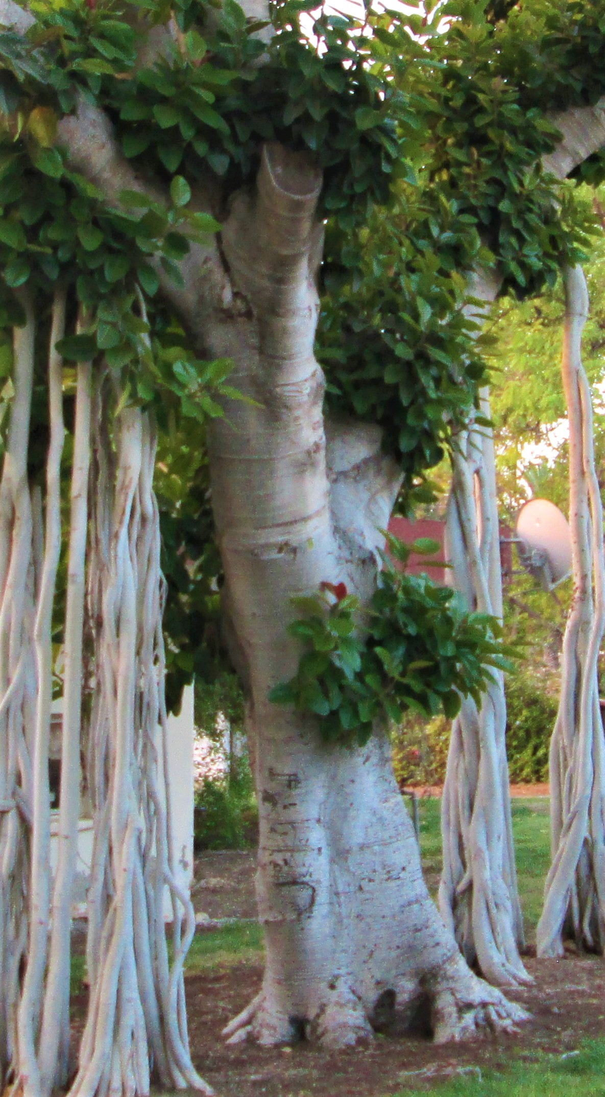 Beach with Trees, Beyond, Conifers, Hidden House, and Supported ...